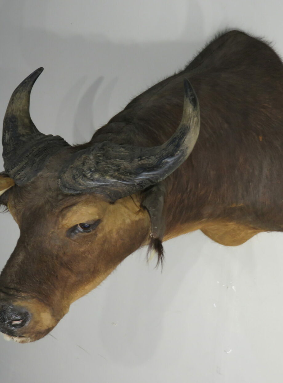 African Forest Buffalo Taxidermy Mount for Sale. X-159WA – Mounts For Sale