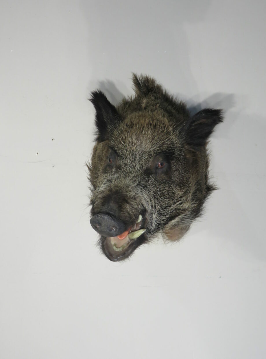 Russian Boar Taxidermy for Sale. X-161RB – Mounts For Sale