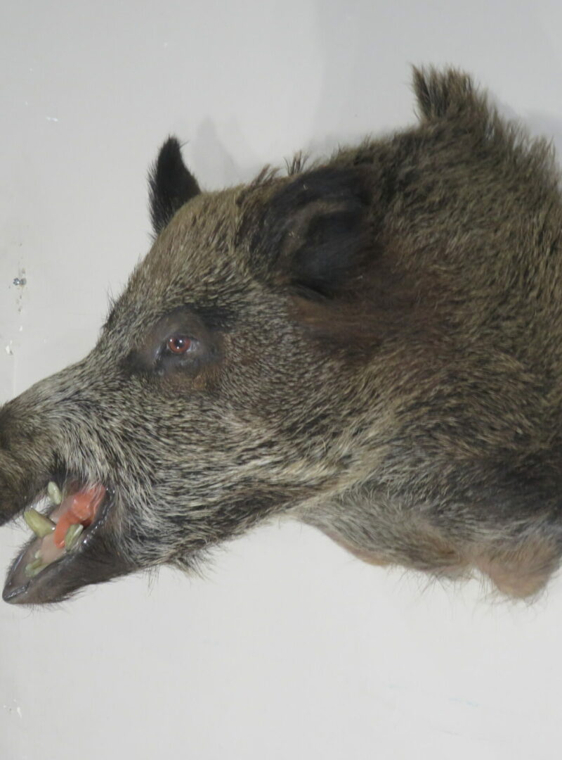 Russian Boar Taxidermy for Sale. X-161RB – Mounts For Sale