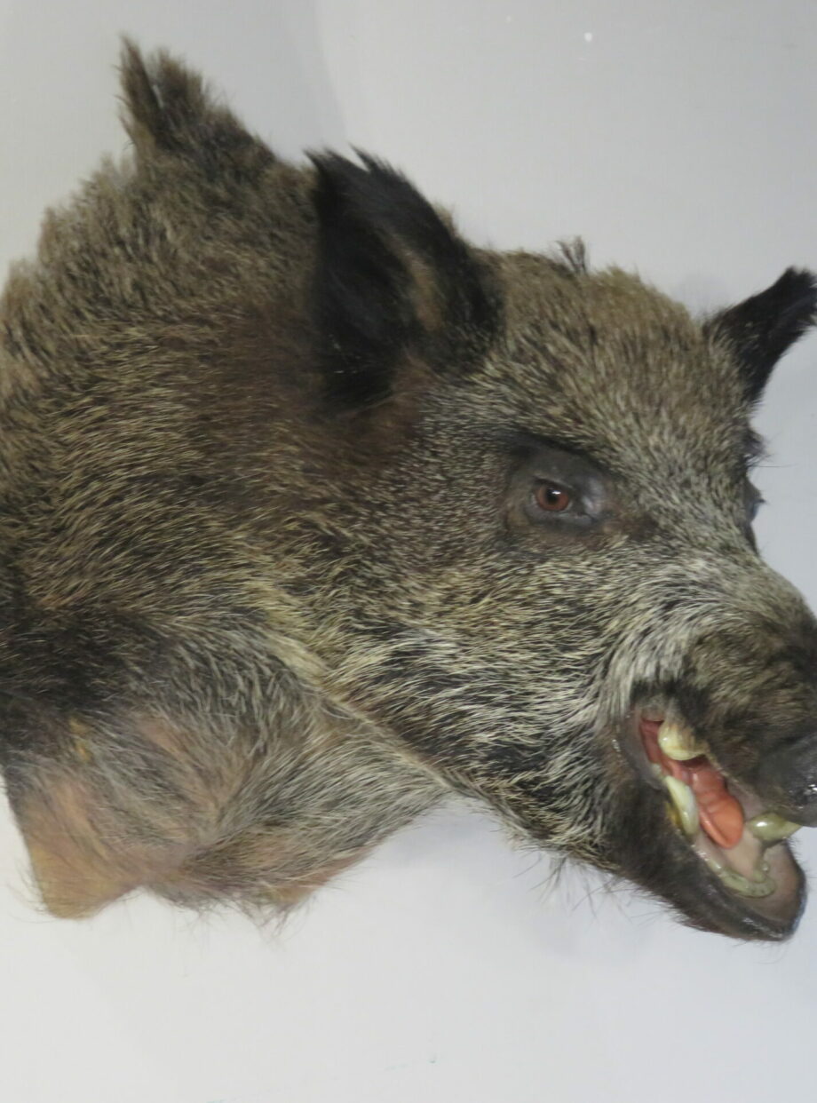 Russian Boar Taxidermy for Sale. X-161RB – Mounts For Sale