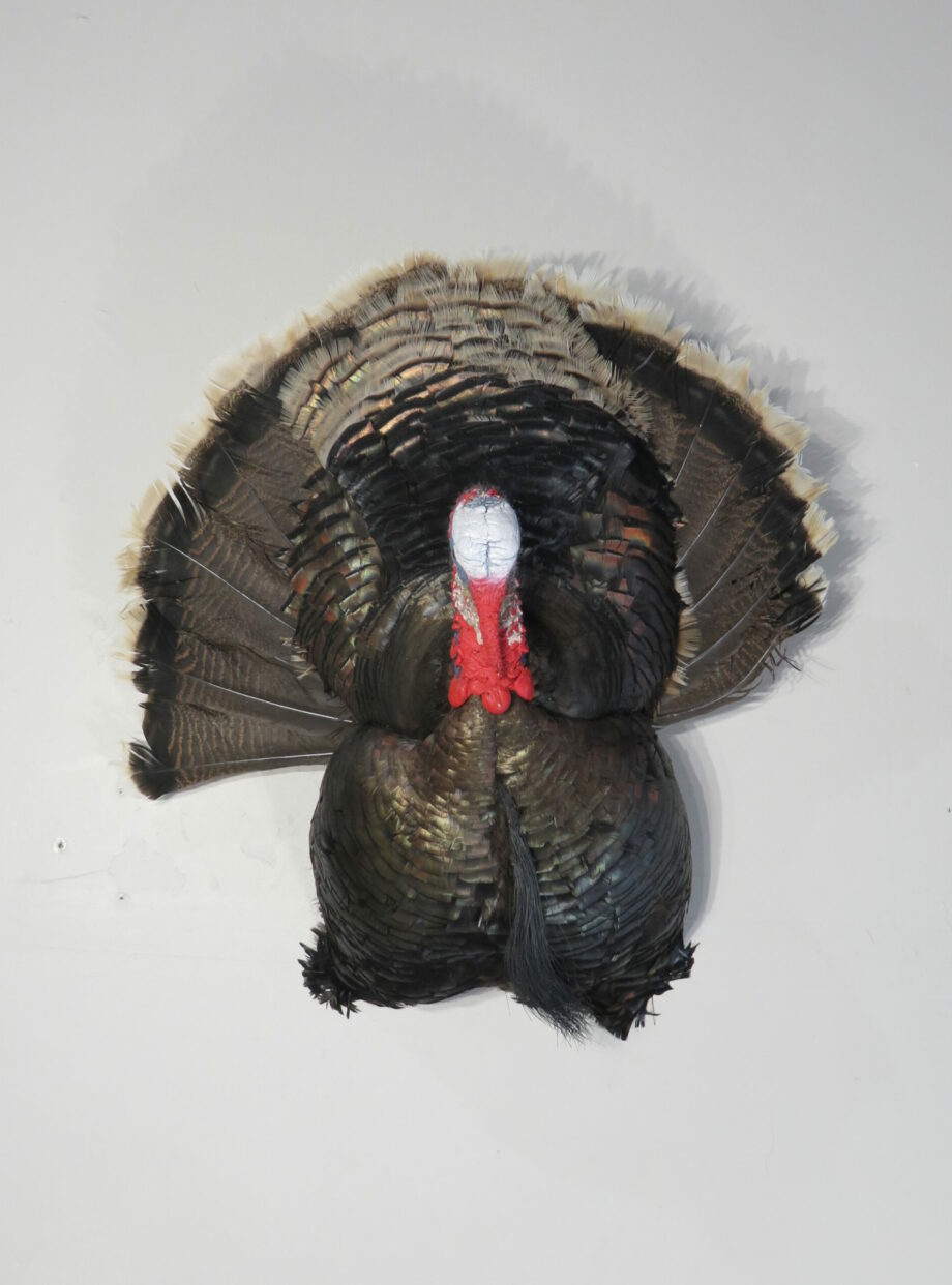 Turkey breast/beard taxidermy for sale. T-124TU – Mounts For Sale