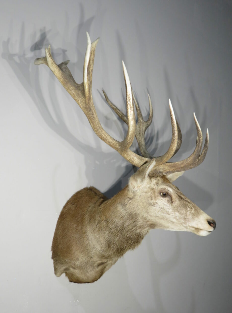 Red Deer Stag Taxidermy Shoulder Mount for sale. X-162RS – Mounts For Sale