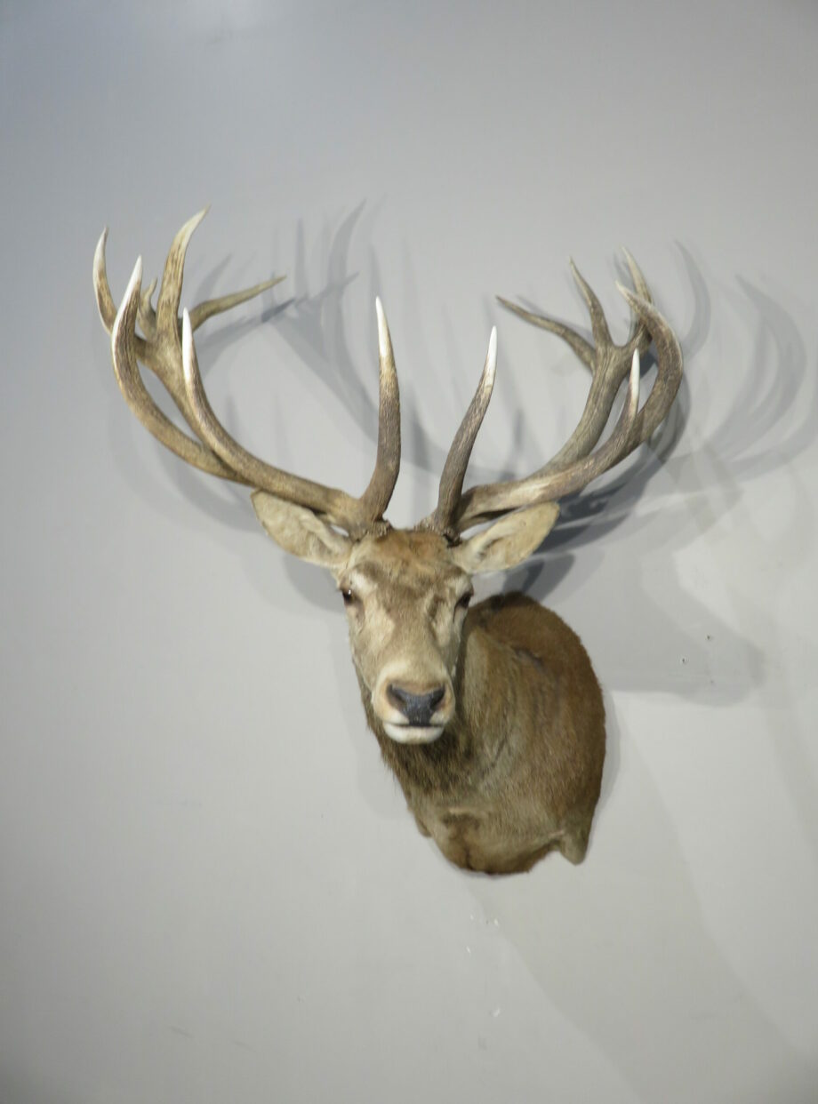 Red Deer Stag Taxidermy Shoulder Mount for sale. X-162RS – Mounts For Sale