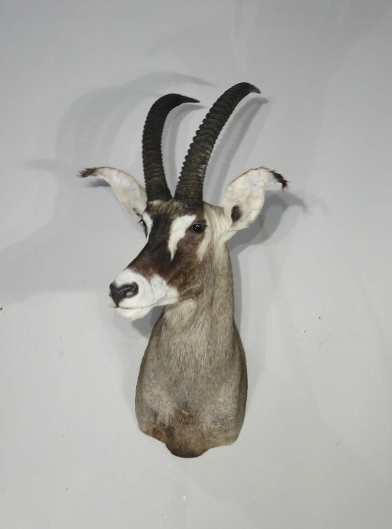 North American Taxidermy Wildlife Mounts for sale. – Mounts For Sale