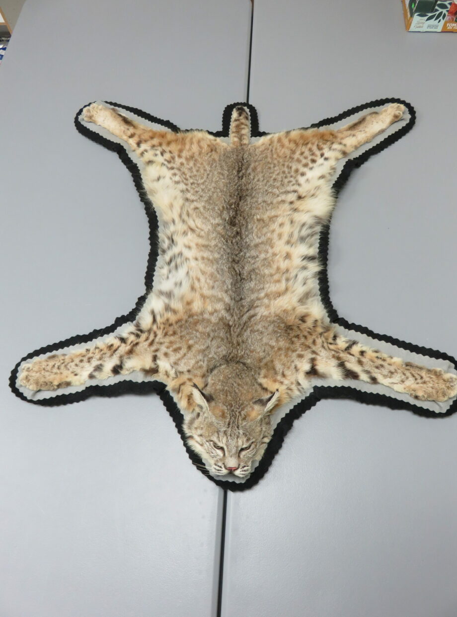 Bobcat Taxidermy rug for sale. C-113BC – Mounts For Sale