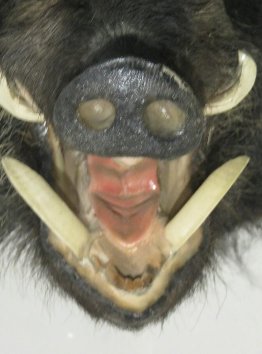 Russian Boar taxidermy mount for sale. H-113RB – Mounts For Sale