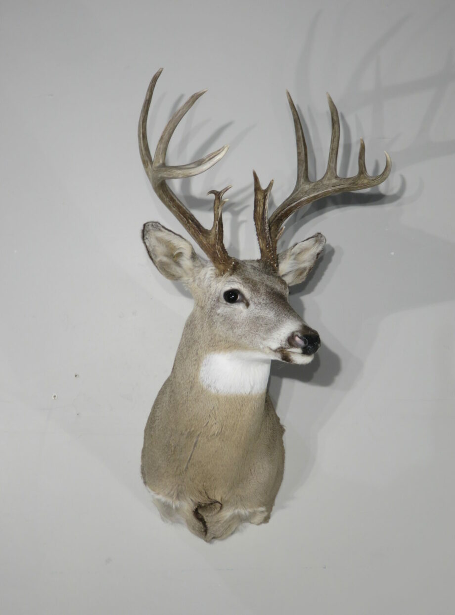 Whitetail Trophy Buck taxidermy mount for sale. W-150S – Mounts For Sale
