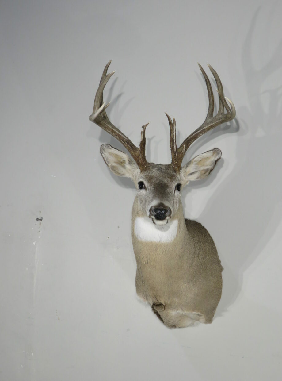 Whitetail Trophy Buck taxidermy mount for sale. W-150S – Mounts For Sale