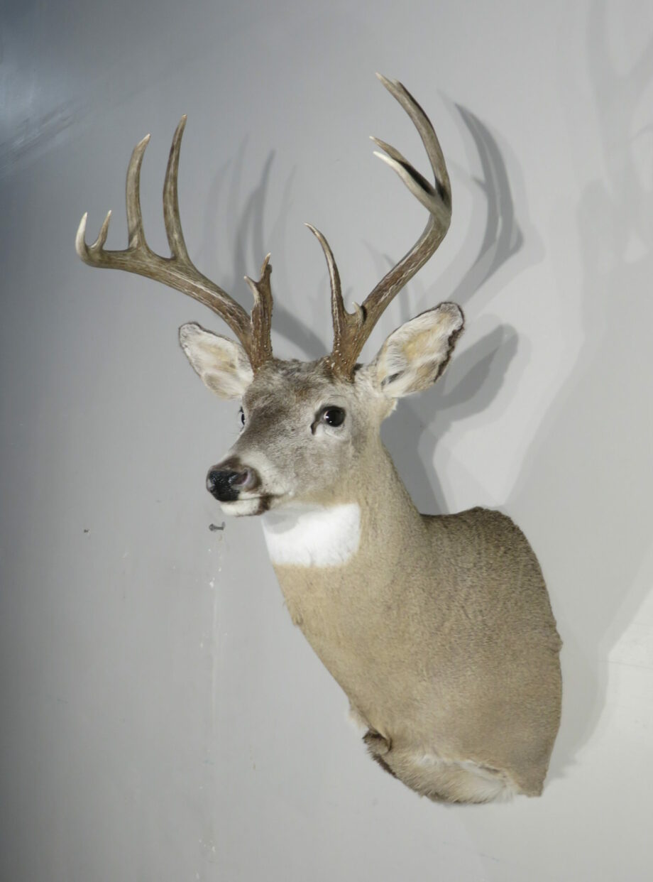 Whitetail Trophy Buck taxidermy mount for sale. W-150S – Mounts For Sale