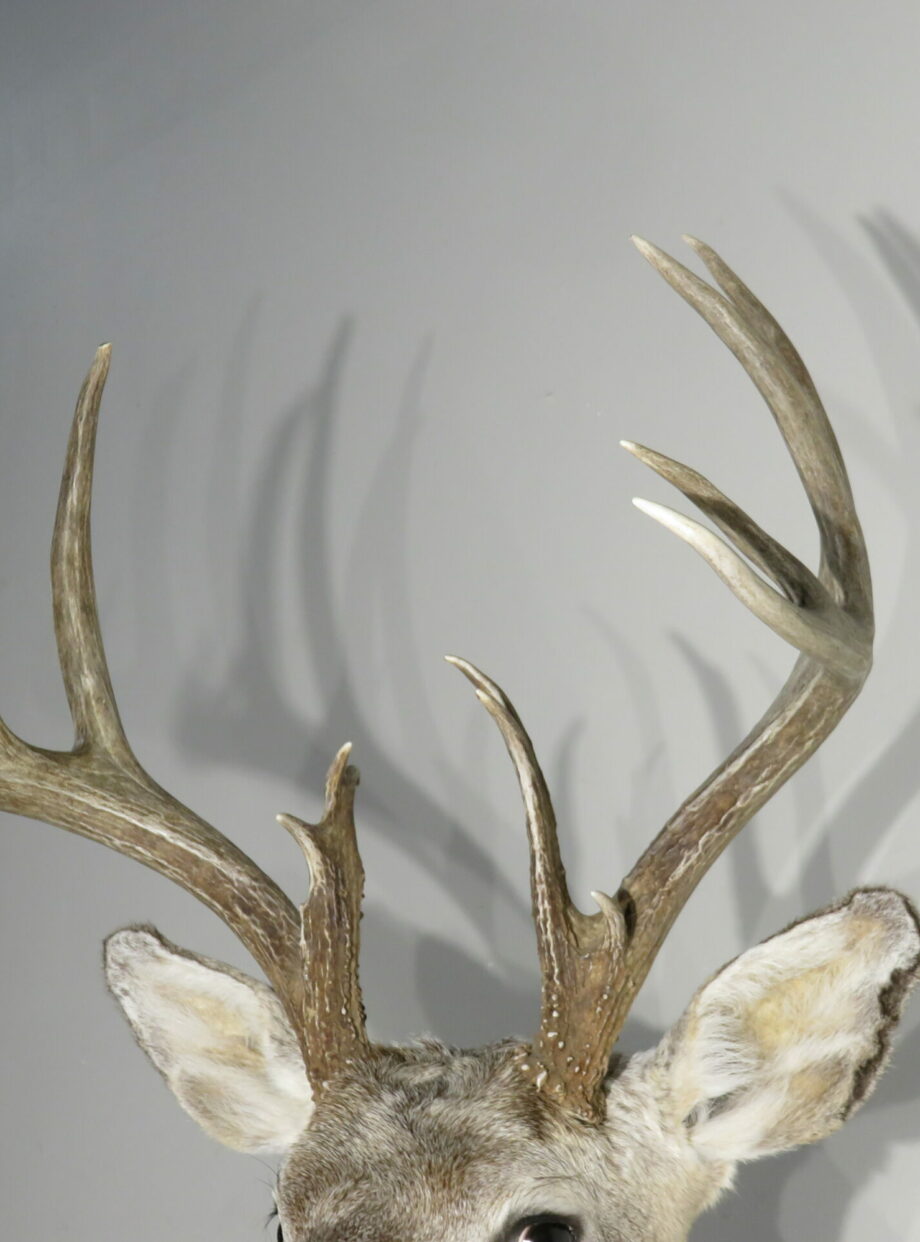 Whitetail Trophy Buck taxidermy mount for sale. W-150S – Mounts For Sale