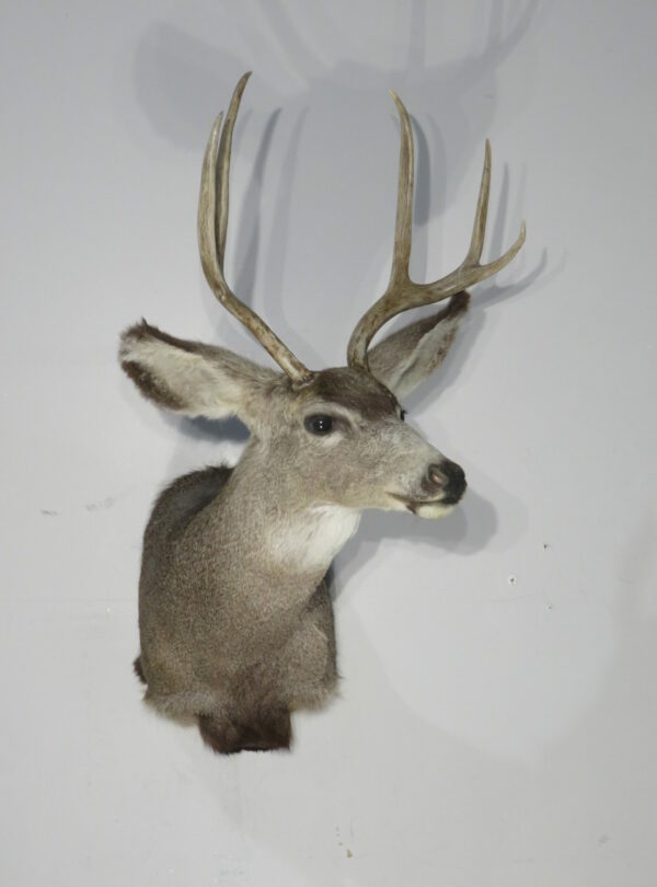 Mule Deer taxidermy mount for sale. M-144S – Mounts For Sale
