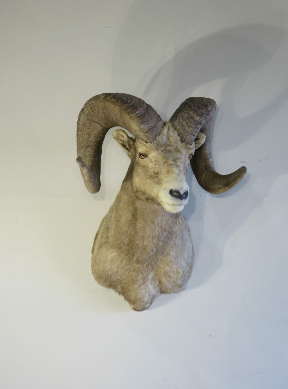 Boone & Crockett Bighorn ram taxidermy mount. S-133BH – Mounts For Sale