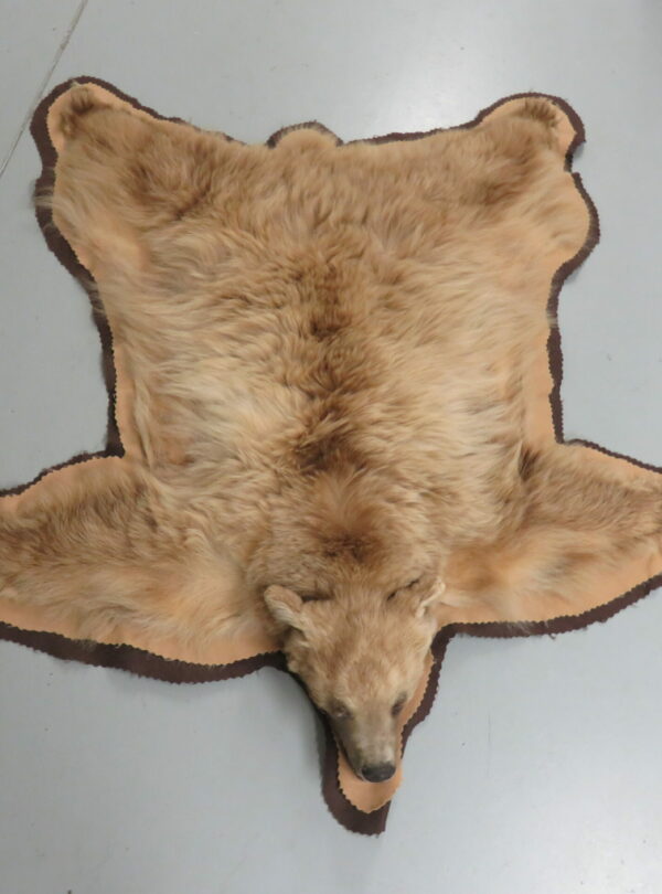 Bear Skin Taxidermy Rug for sale. B-124R – Mounts For Sale