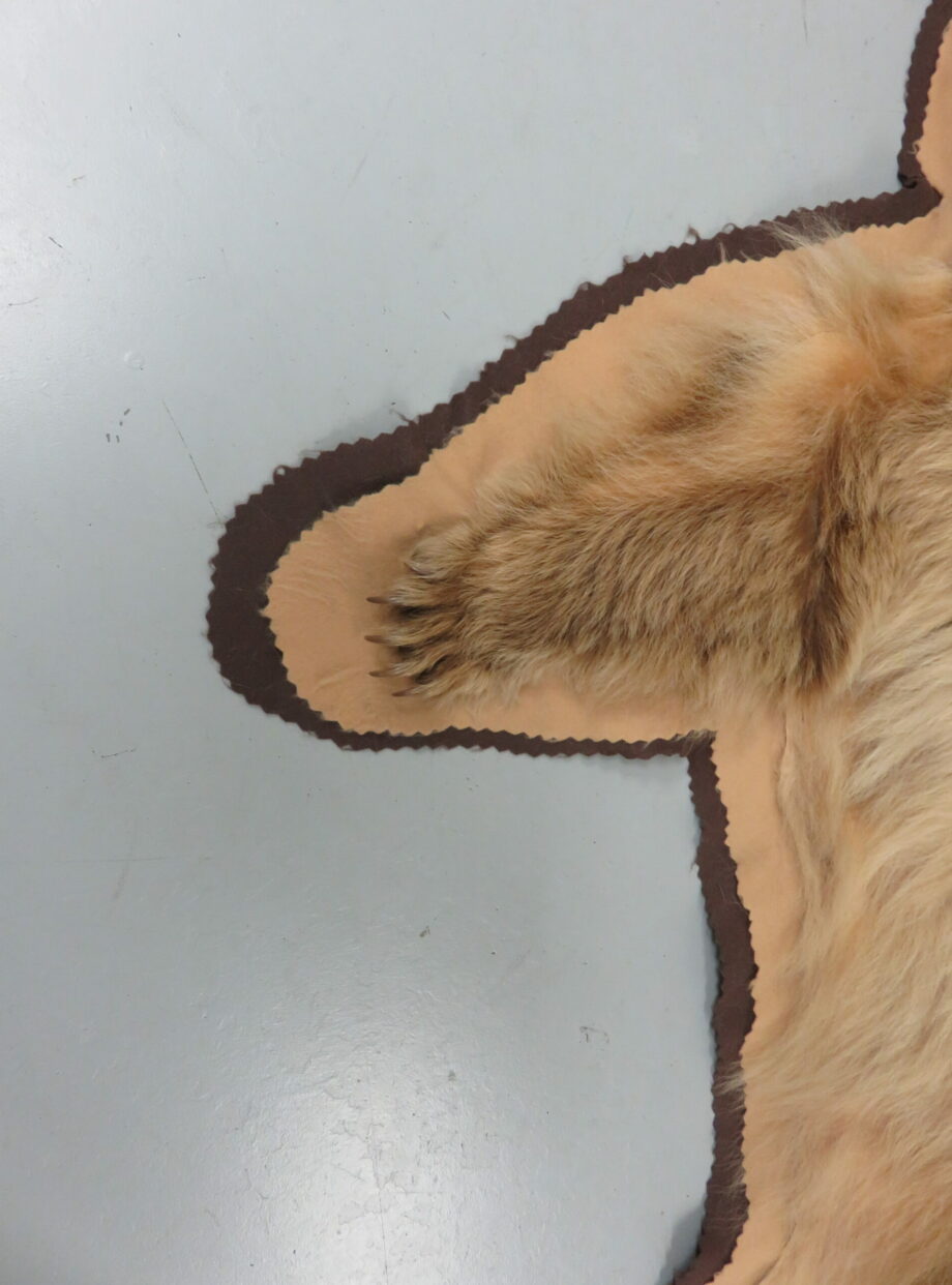 Bear Skin Taxidermy Rug for sale. B-124R – Mounts For Sale