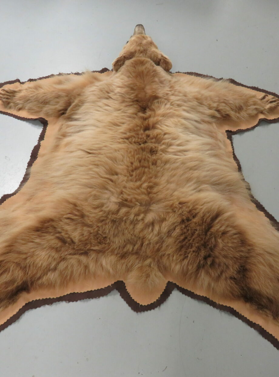 Bear Skin Taxidermy Rug for sale. B-124R – Mounts For Sale