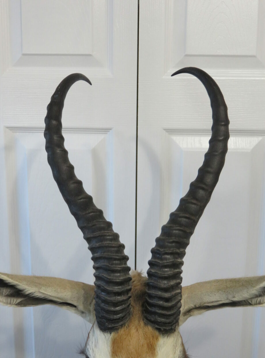 Springbok Pedestal Mount Trophy. X-135SB – Mounts For Sale