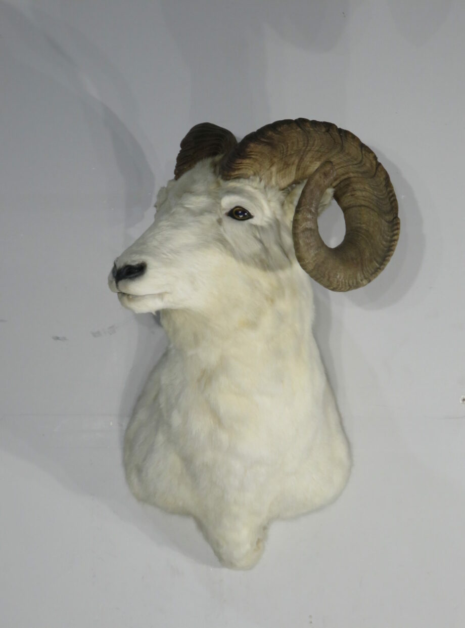 Alaska Dall Sheep Ram taxidermy for sale. S-134DA – Mounts For Sale