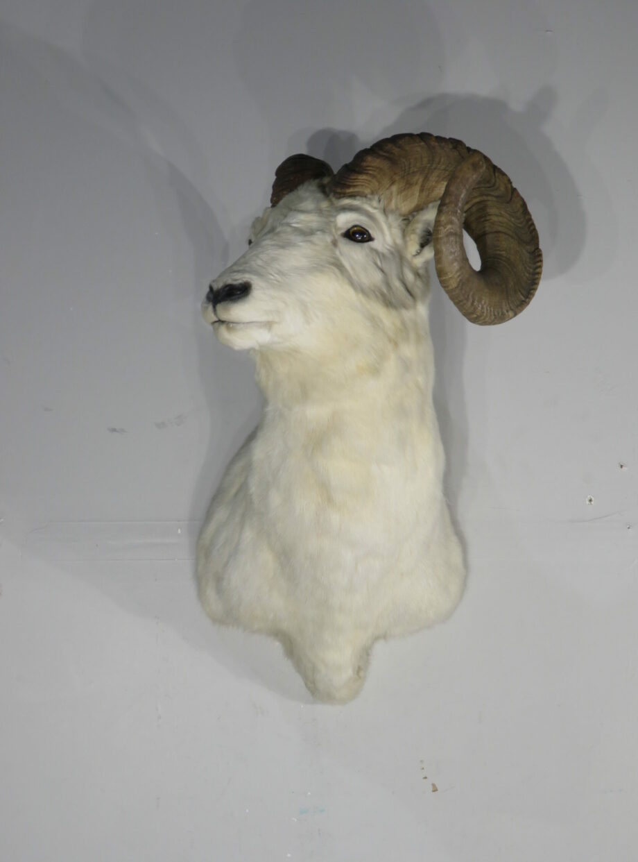 Alaska Dall Sheep Ram taxidermy for sale. S-134DA – Mounts For Sale