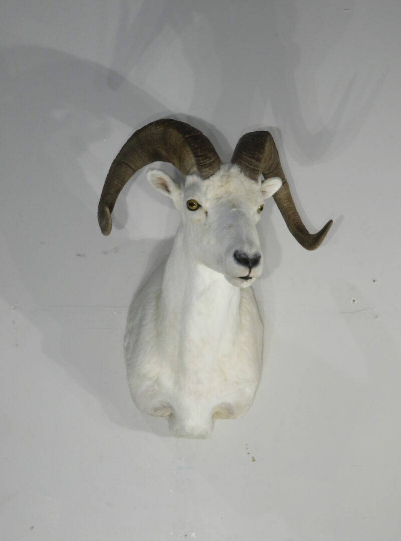 Alaska Dall Ram taxidermy mount for sale. S-135DA – Mounts For Sale