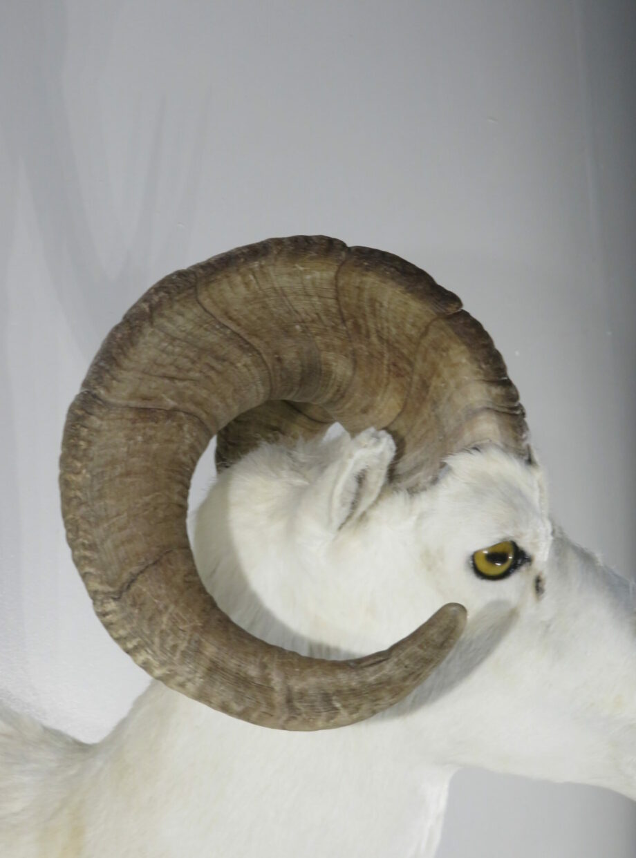 Alaska Dall Ram taxidermy mount for sale. S-135DA – Mounts For Sale