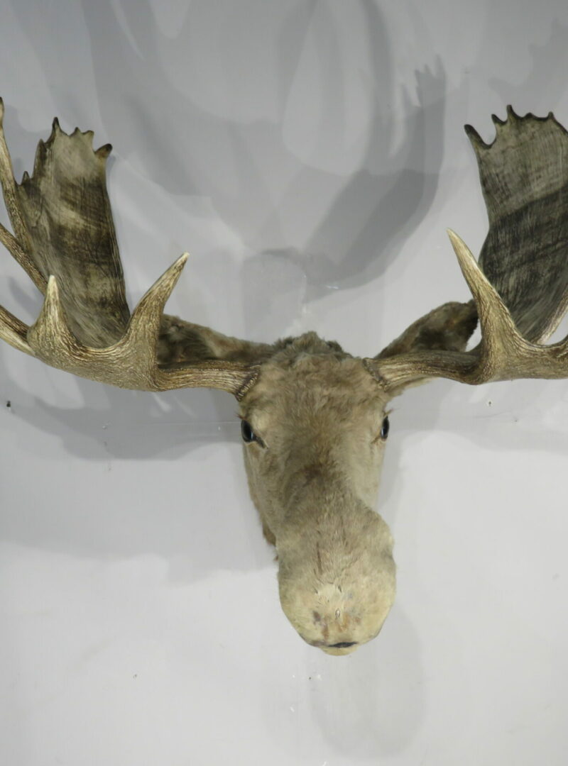 Vintage Moose Taxidermy mount for sale. O-119M – Mounts For Sale