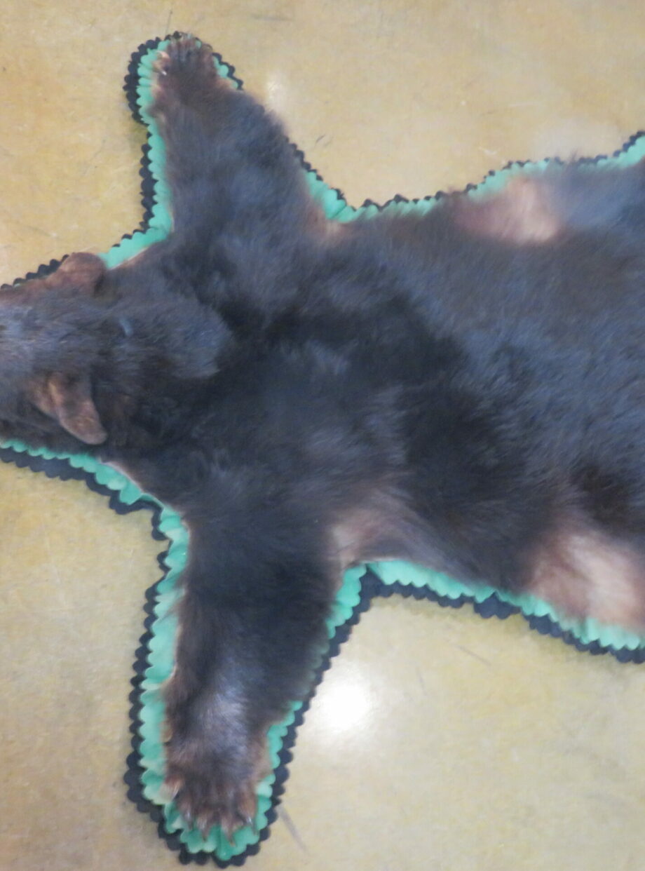 Bear Skin taxidermy rug for sale. B-140R – Mounts For Sale