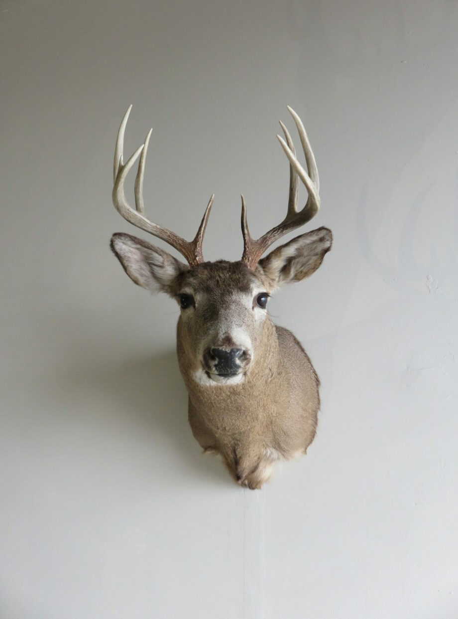 Whitetail buck taxidermy shoulder mount for sale. W-124S – Mounts For Sale