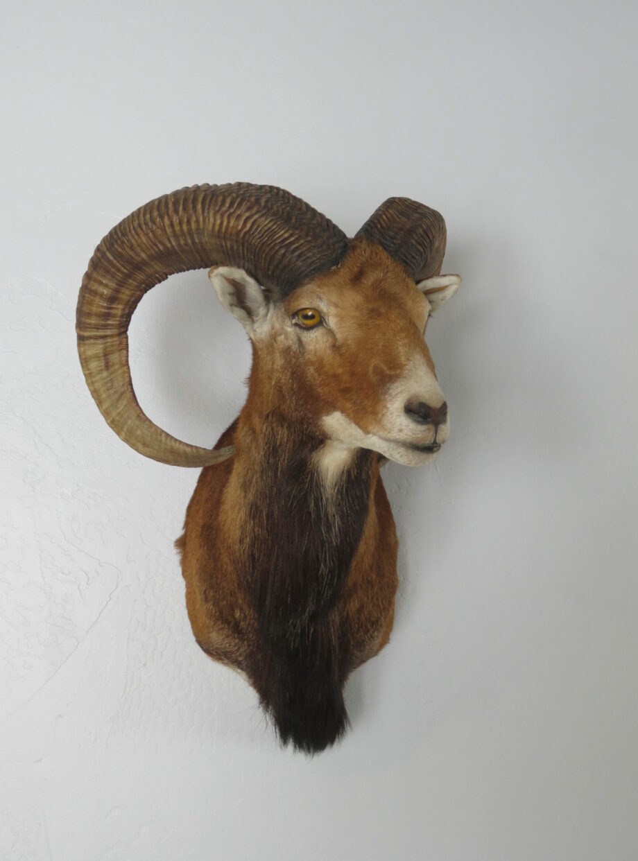 Mouflon Ram Shoulder mount taxidermy for sale. S-135MO – Mounts For Sale