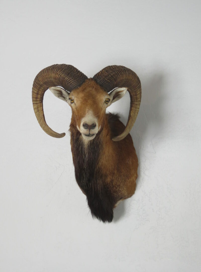 Mouflon Ram Shoulder mount taxidermy for sale. S-135MO – Mounts For Sale