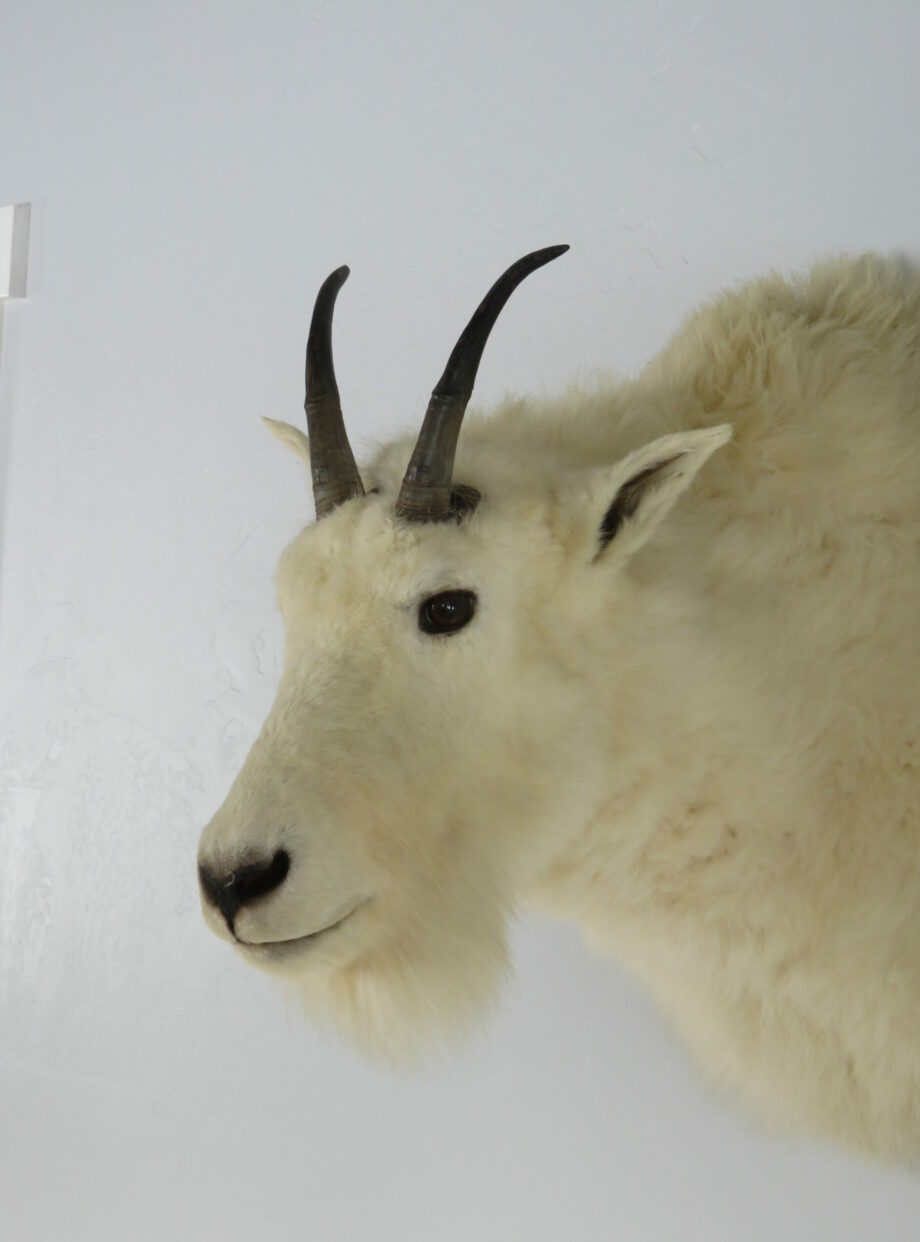 Mountain Goat taxidermy for sale. O-121G – Mounts For Sale