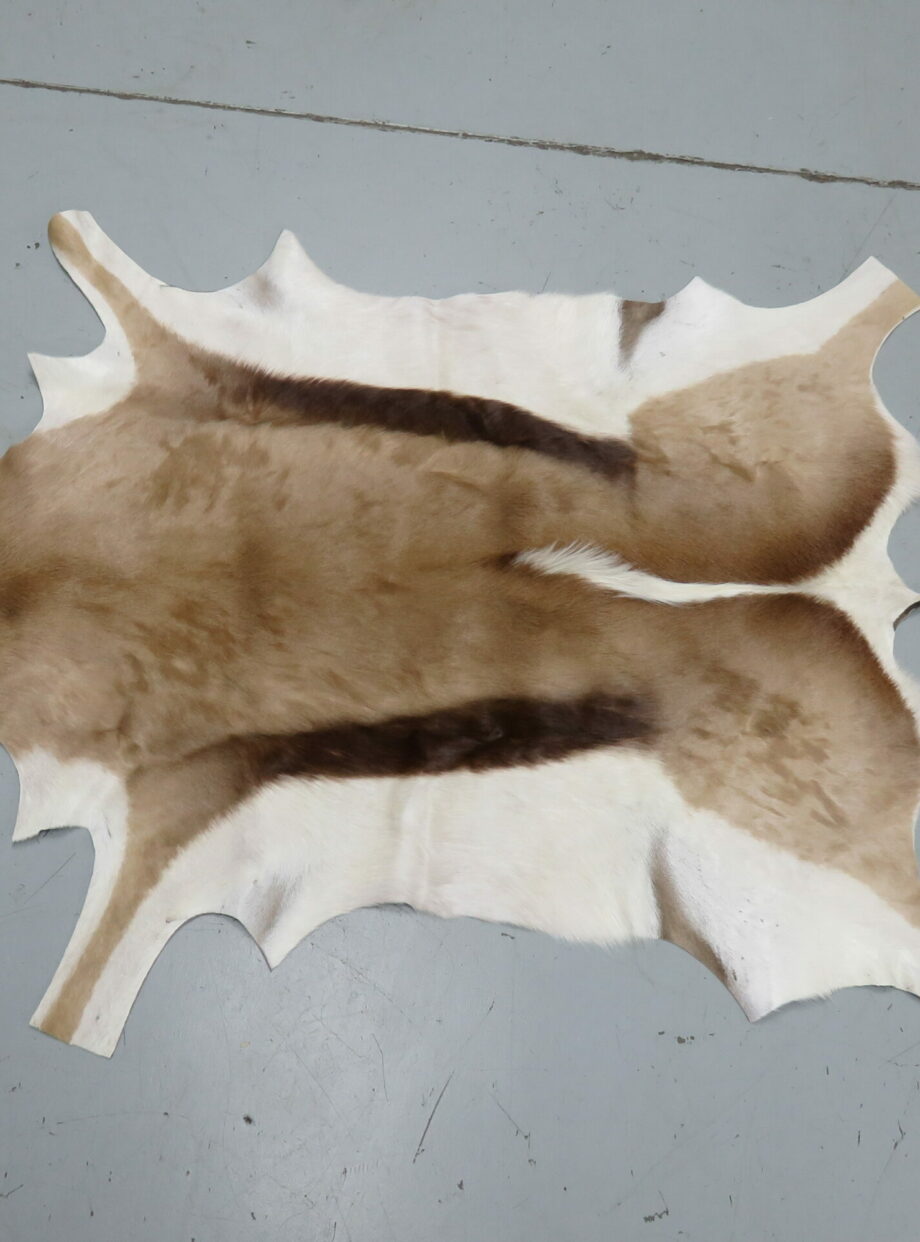 Springbok Tanned Hide/Skin for sale. X-137SB – Mounts For Sale