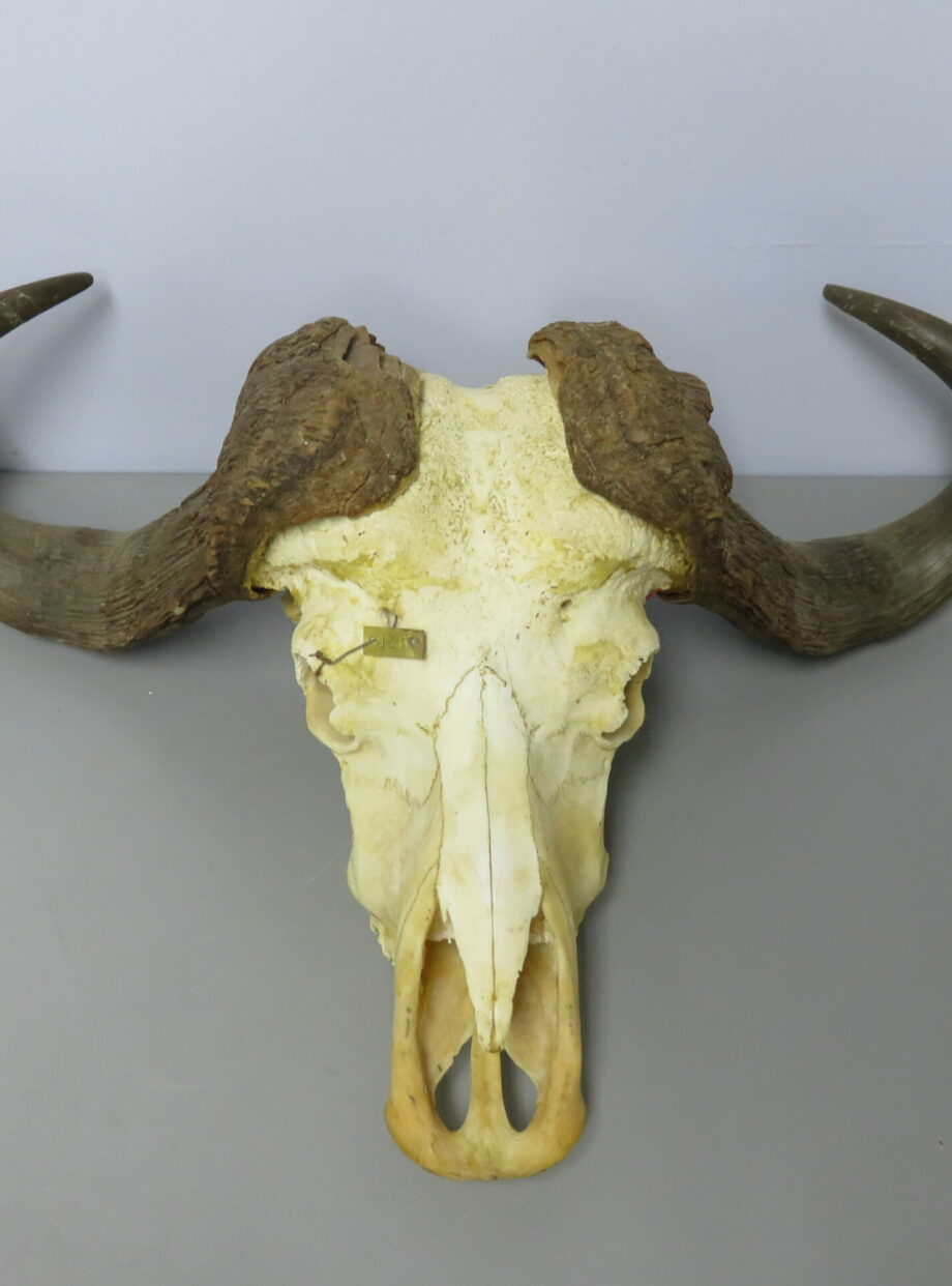 Cape Buffalo Skull for sale. X-161CB – Mounts For Sale