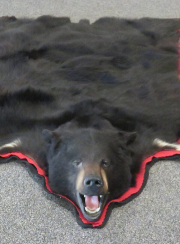 Black Bear Skin Rug for sale. B-142R – Mounts For Sale