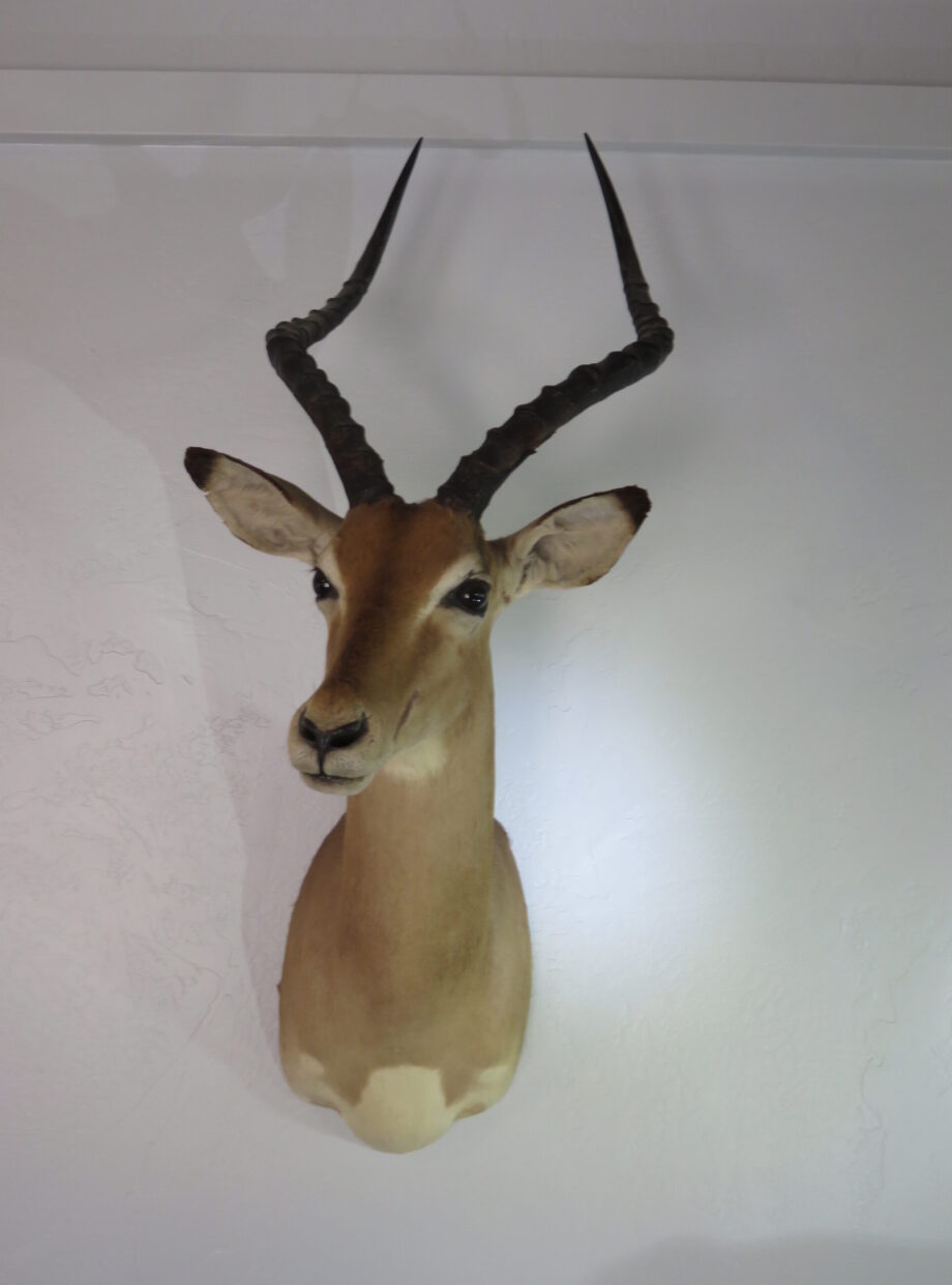 Impala Taxidermy mount for sale. X-149IM – Mounts For Sale