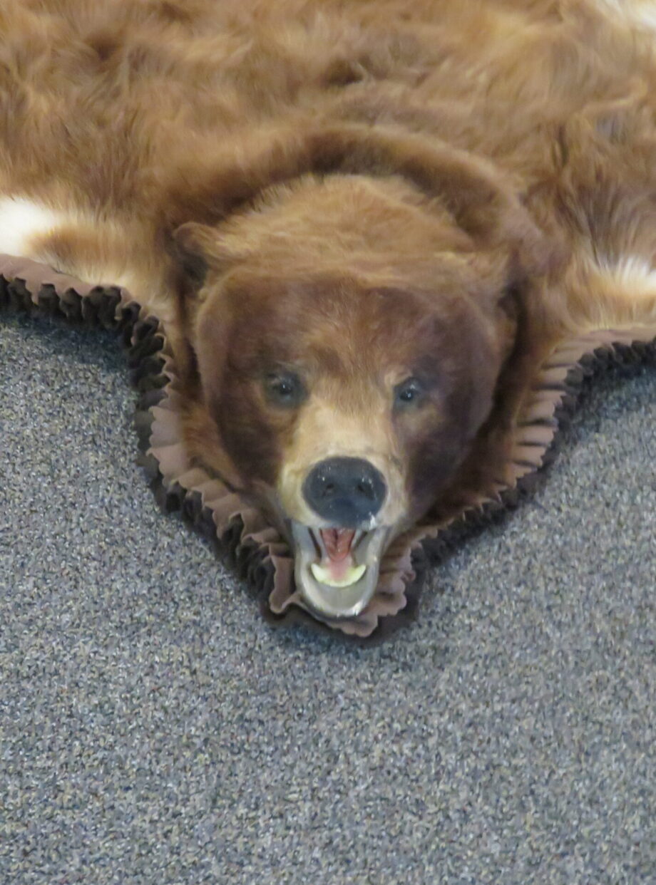 Large Bear Skin Rug for Sale. B-143R – Mounts For Sale