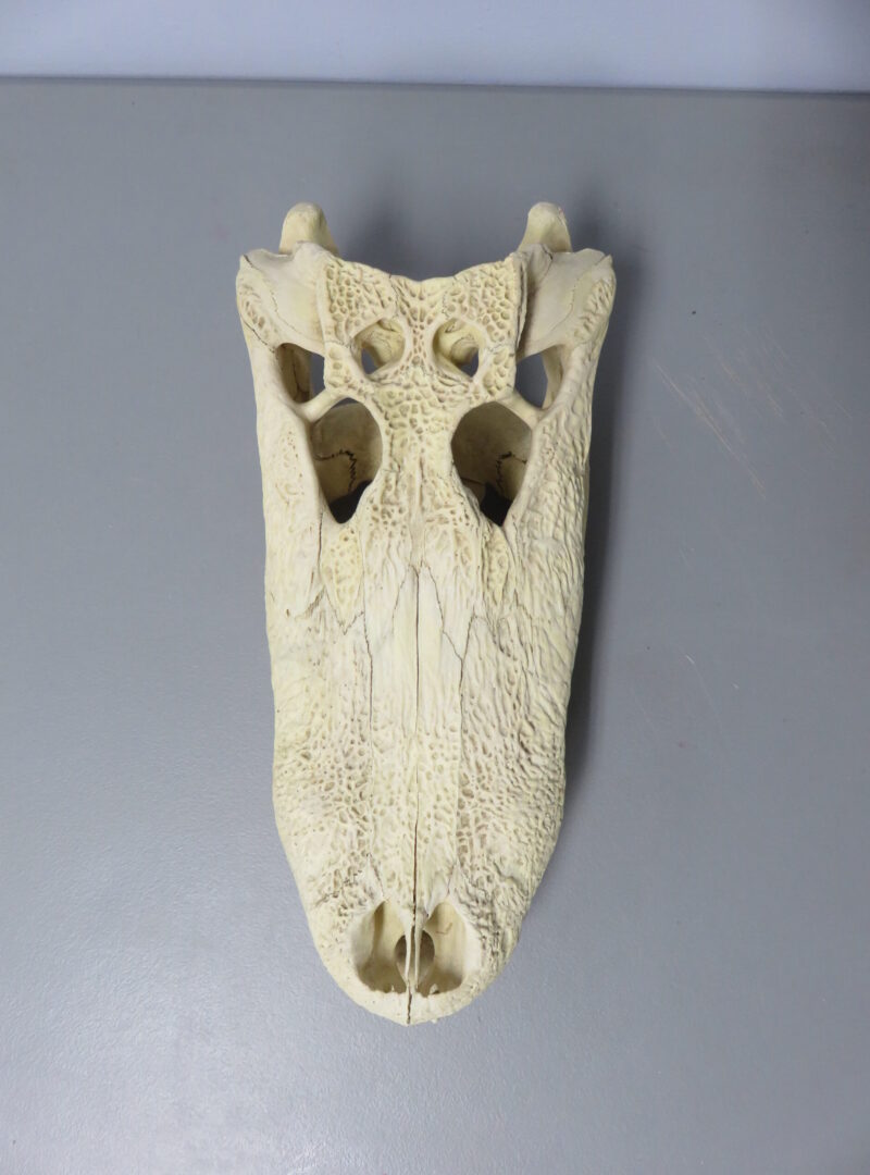 Alligator Skull taxidermy for sale. R-104AL – Mounts For Sale