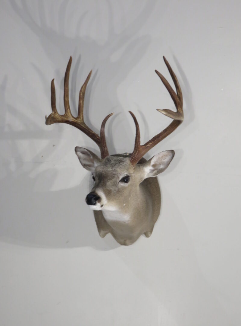 North American Taxidermy Wildlife Mounts for sale. – Mounts For Sale
