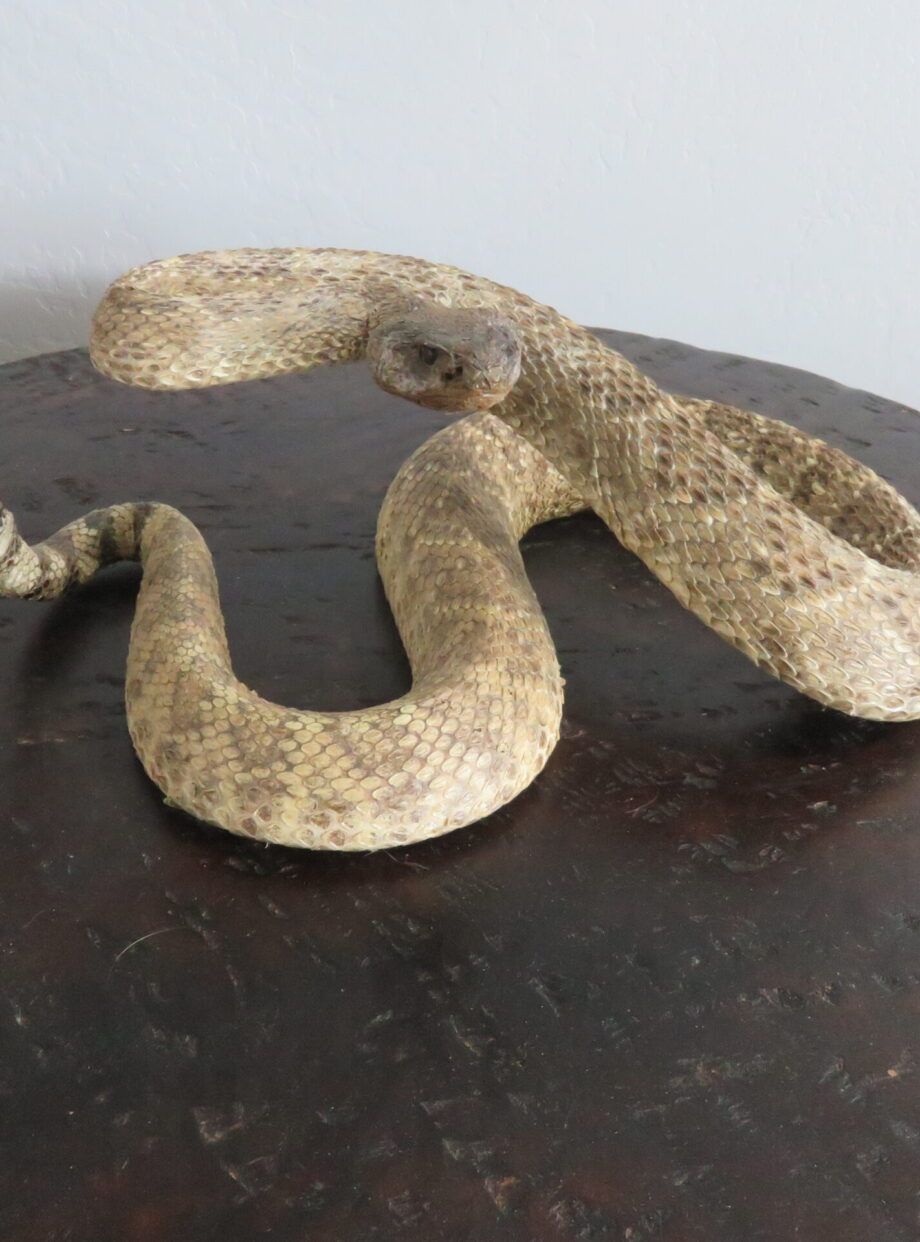 Rattlesnake Real-skin Taxidermy for sale. R-104RS – Mounts For Sale