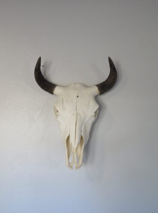 Bison Skull taxidermy for sale. O-121BI – Mounts For Sale