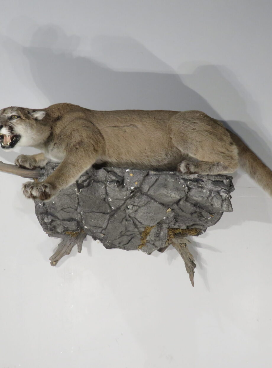 Mountain Lion Life Sized taxidermy for sale. L-114LS – Mounts For Sale