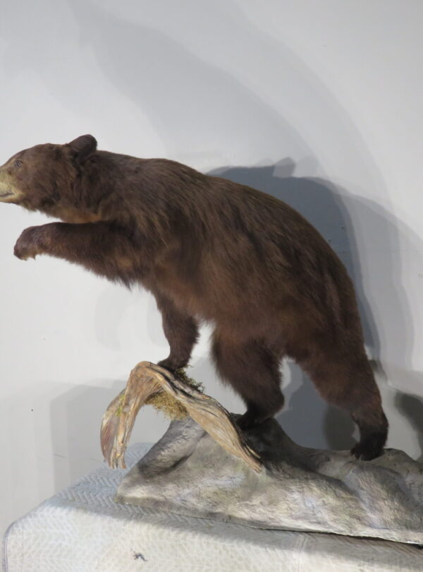 Life-Sized Black Bear taxidermy for sale. B-126LS – Mounts For Sale