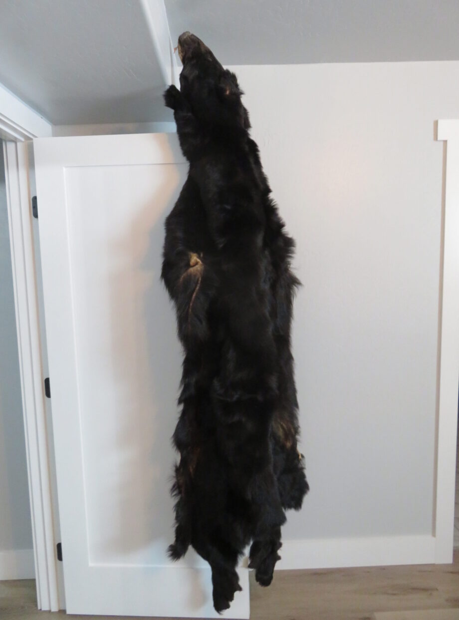 Large Alaskan Black Bear tanned hide for sale. B-145SK – Mounts For Sale