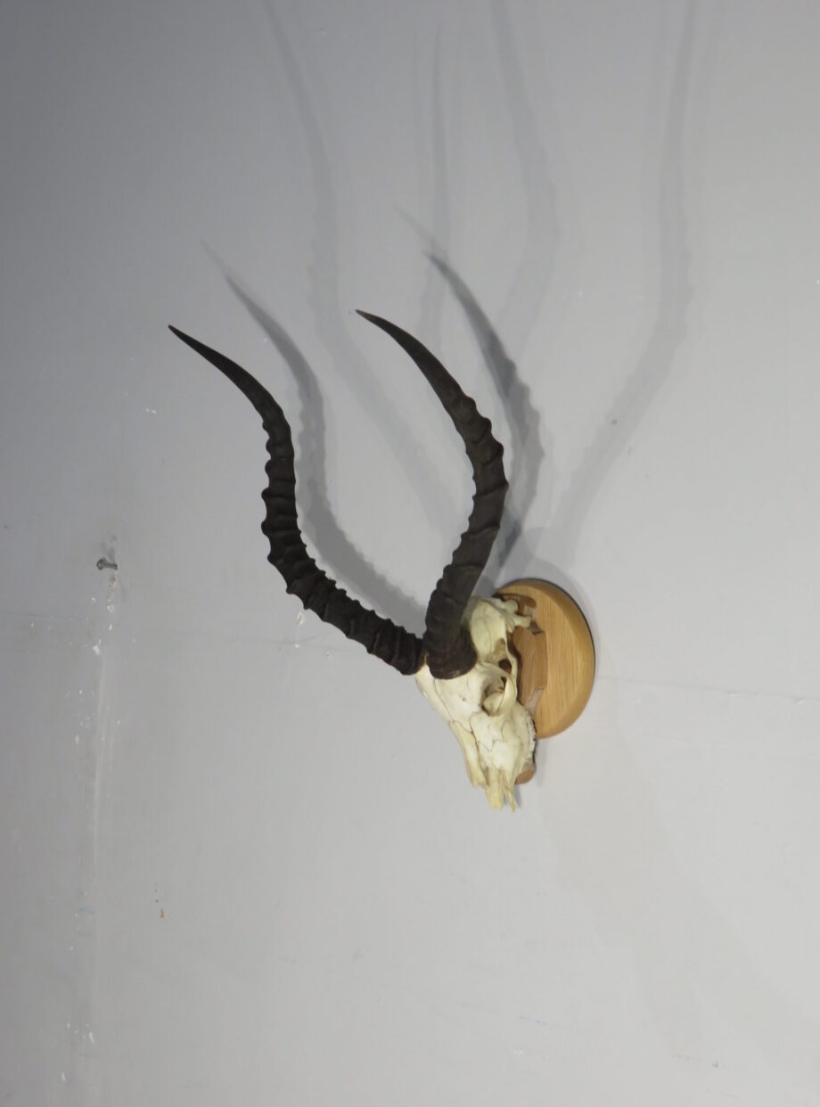 Impala European mount on plaque for sale. X-151IM – Mounts For Sale