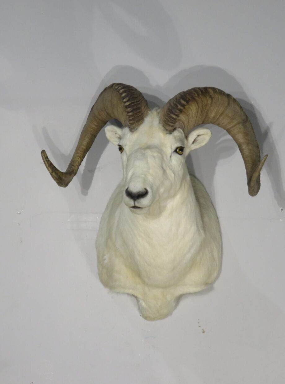 Alaskan Dall Sheep Ram Taxidermy for sale. S-136DA – Mounts For Sale