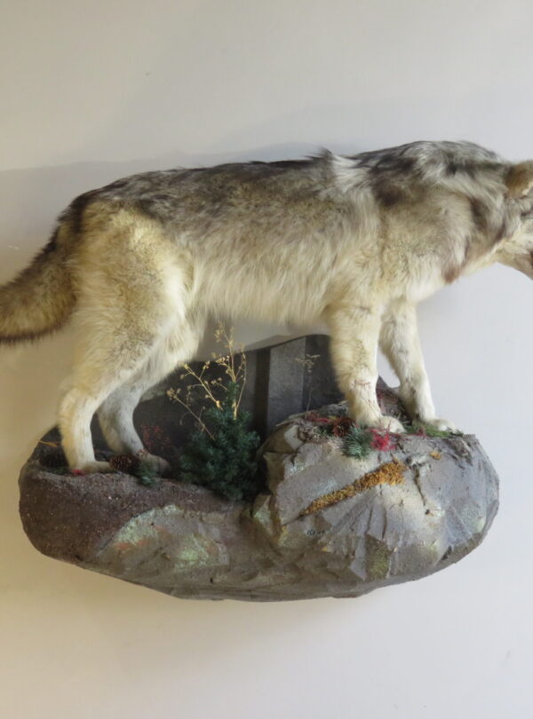 Wolf on Terrain base taxidermy for sale. BW-110LS – Mounts For Sale