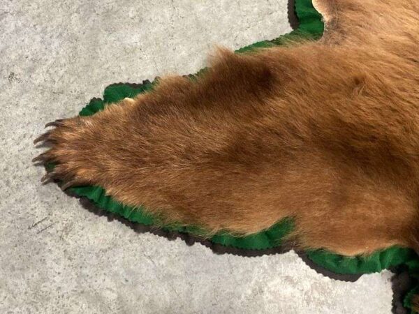 Brown Bear Taxidermy Rug for sale. B-148R – Mounts For Sale