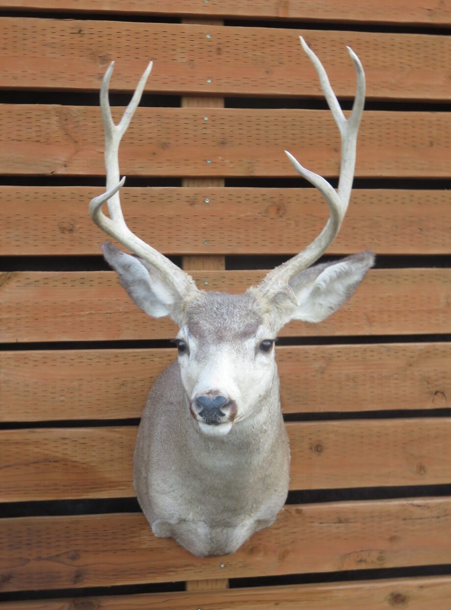 Mule Deer Buck Taxidermy Mount for sale. M-118S – Mounts For Sale