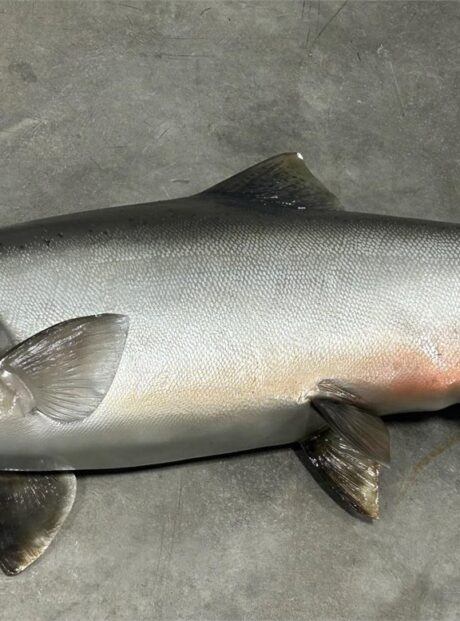 King (Chinook) Salmon Taxidermy mount for sale. F-111KS – Mounts For Sale
