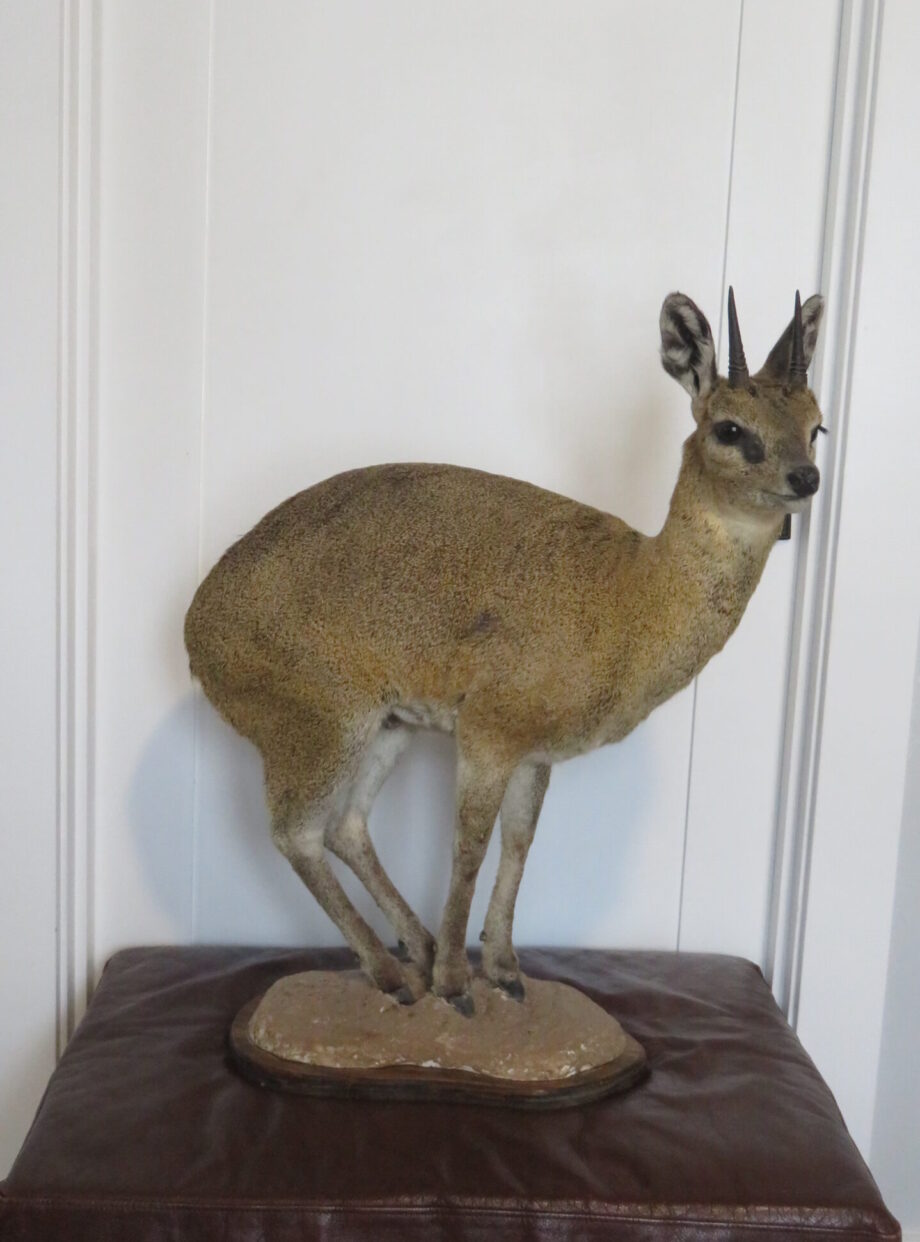 Klipspringer Antelope Life size taxidermy for sale. X-110KL – Mounts ...