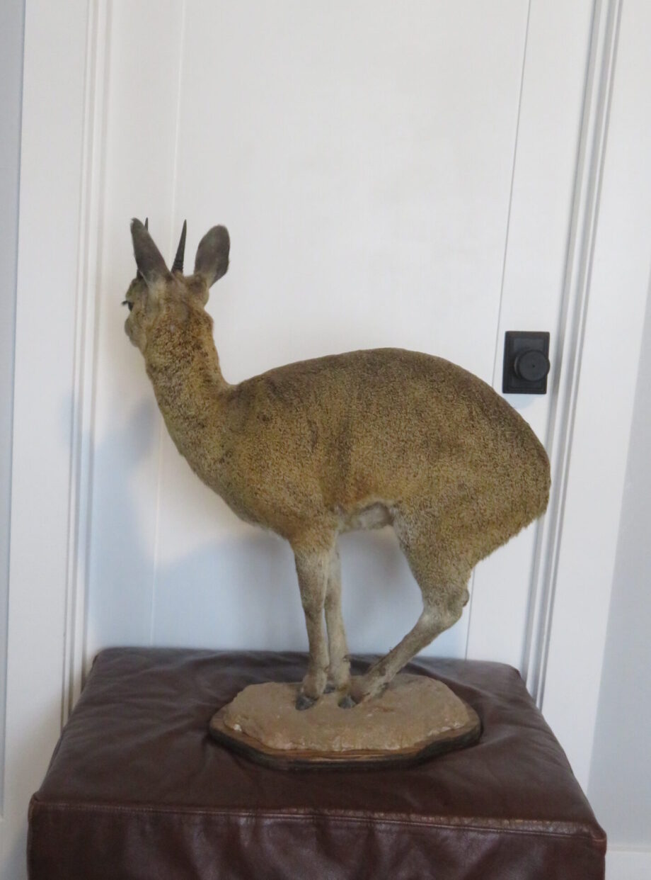 Klipspringer Antelope Life size taxidermy for sale. X-110KL – Mounts ...